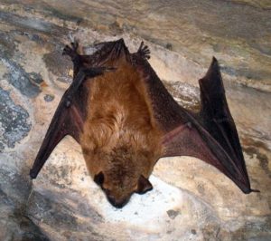 The Delaware Bat Program - DNREC