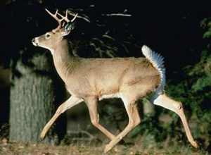 Delaware's White-Tailed Deer - DNREC