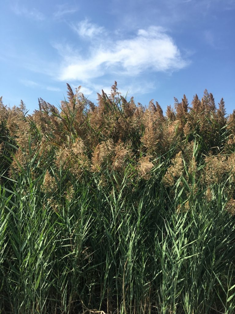 Facts About Phragmites - DNREC