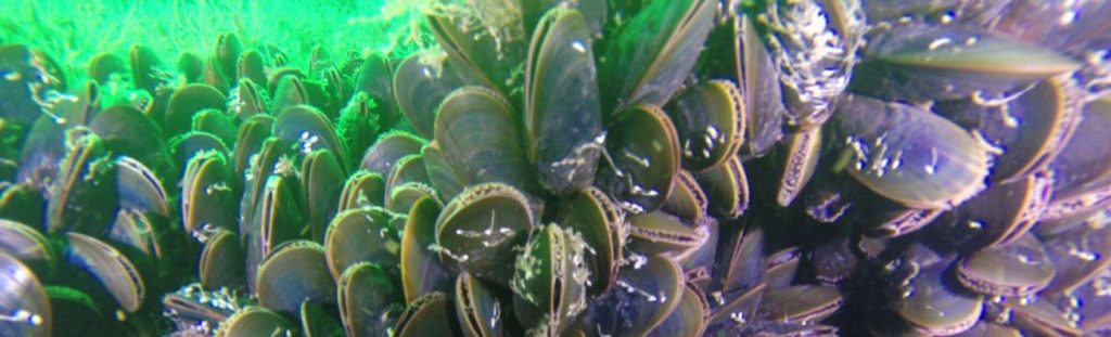 Everything Including the Kitchen “Sink” - Delaware’s Artificial Reefs ...