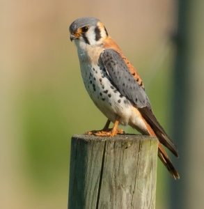 American Kestrel Monitoring and Management - DNREC