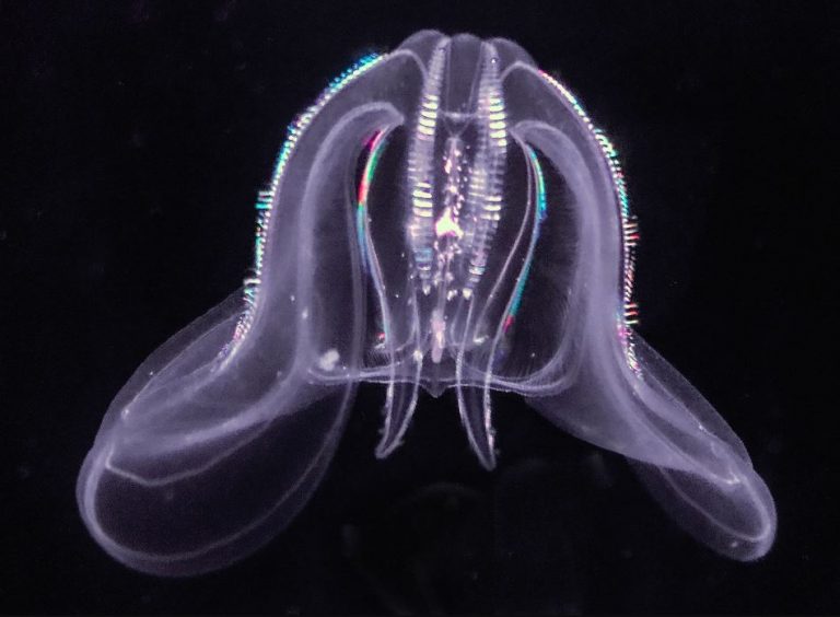 Jellyfish to Watch Out For - DNREC