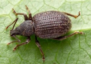 Ticks of Delaware - DNREC