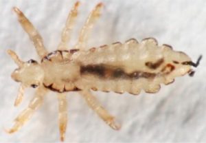 Ticks of Delaware - DNREC