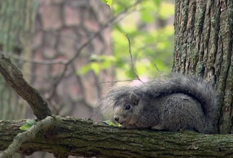 Outdoor Delaware: Animals - DNREC