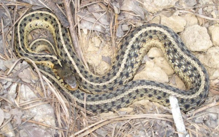 Outdoor Delaware Your Guide to Nature, Conservation and Fun - DNREC