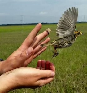 Our Not So Secretive Marsh Birds - DNREC
