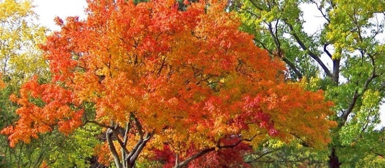 A Tree for Every Delawarean - DNREC