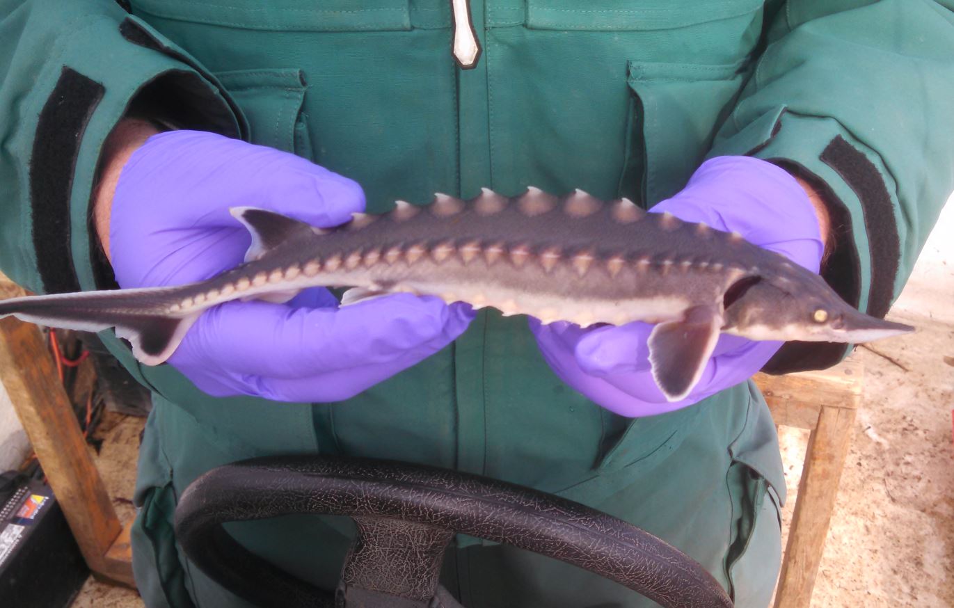 Delaware’s Endangered Species: DNREC Keeps Today’s Wildlife from ...