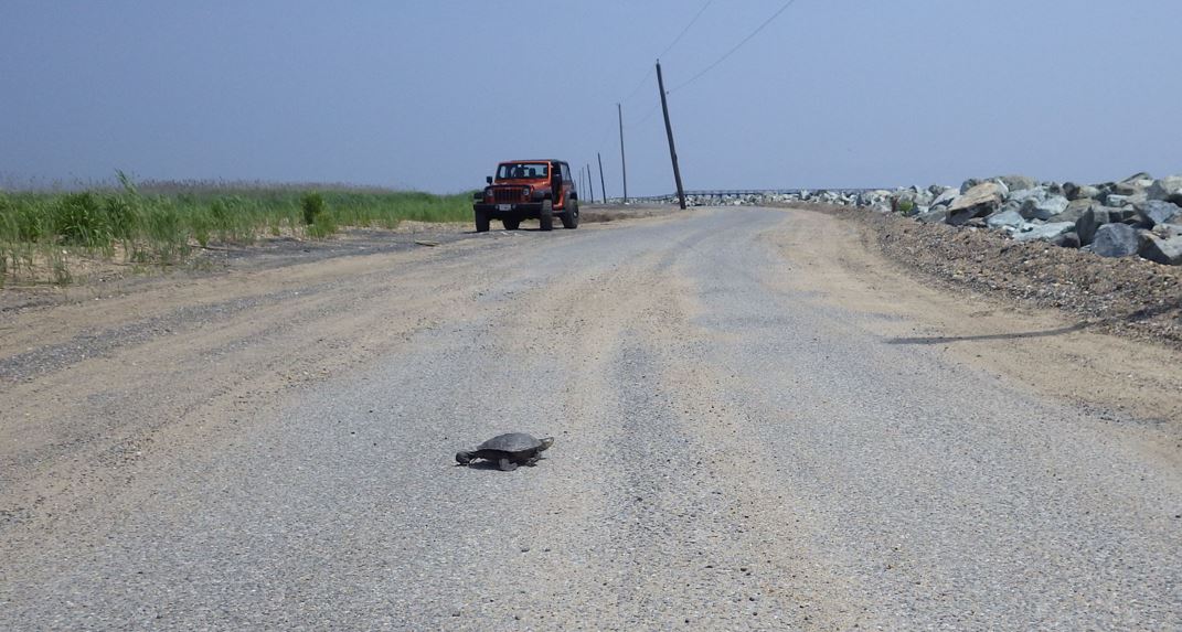 Operation Terrapin Rescue – Keeping Turtles Safe - DNREC