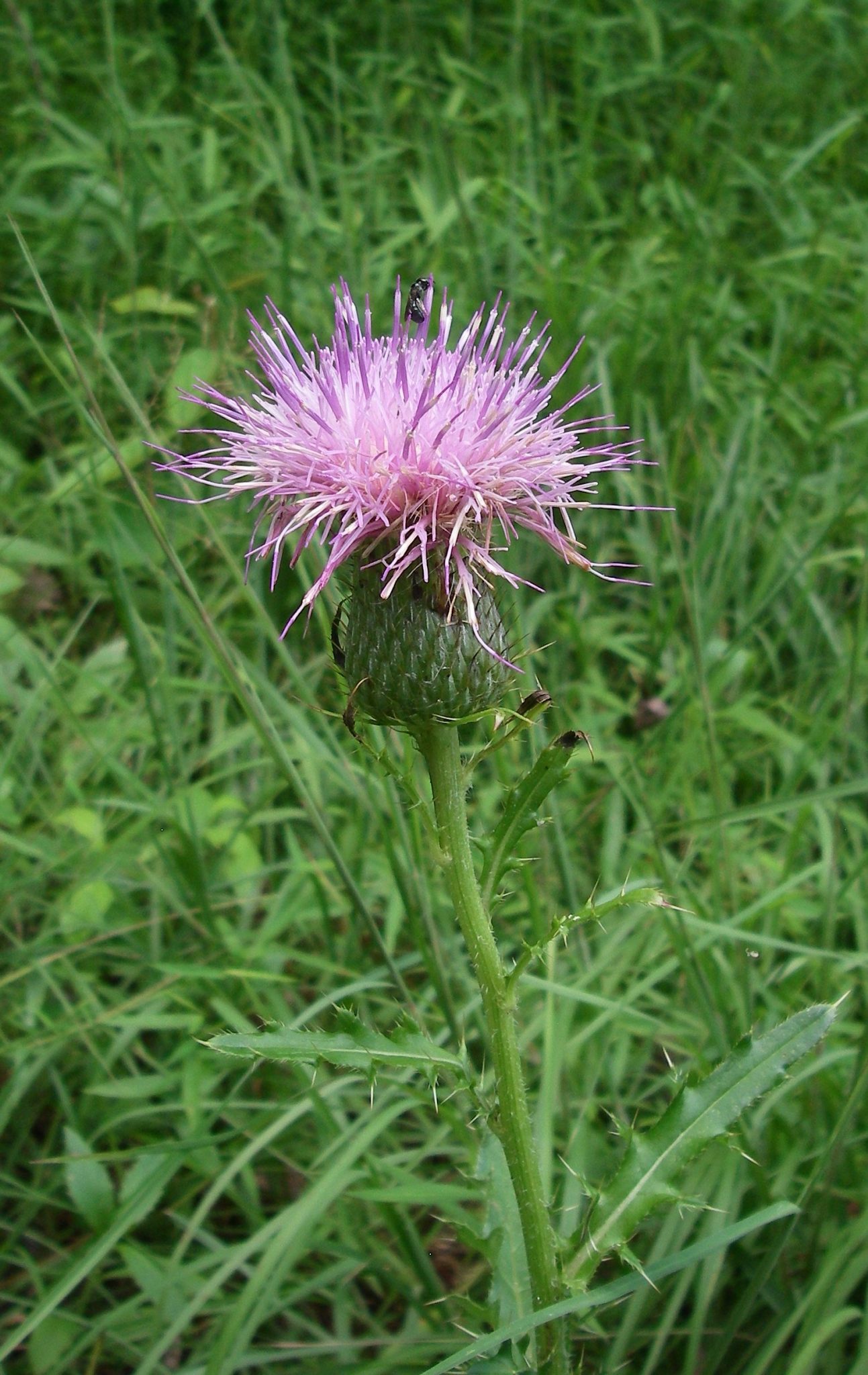 Planting a Pollinator Garden – Dig In With Our Expert! - DNREC