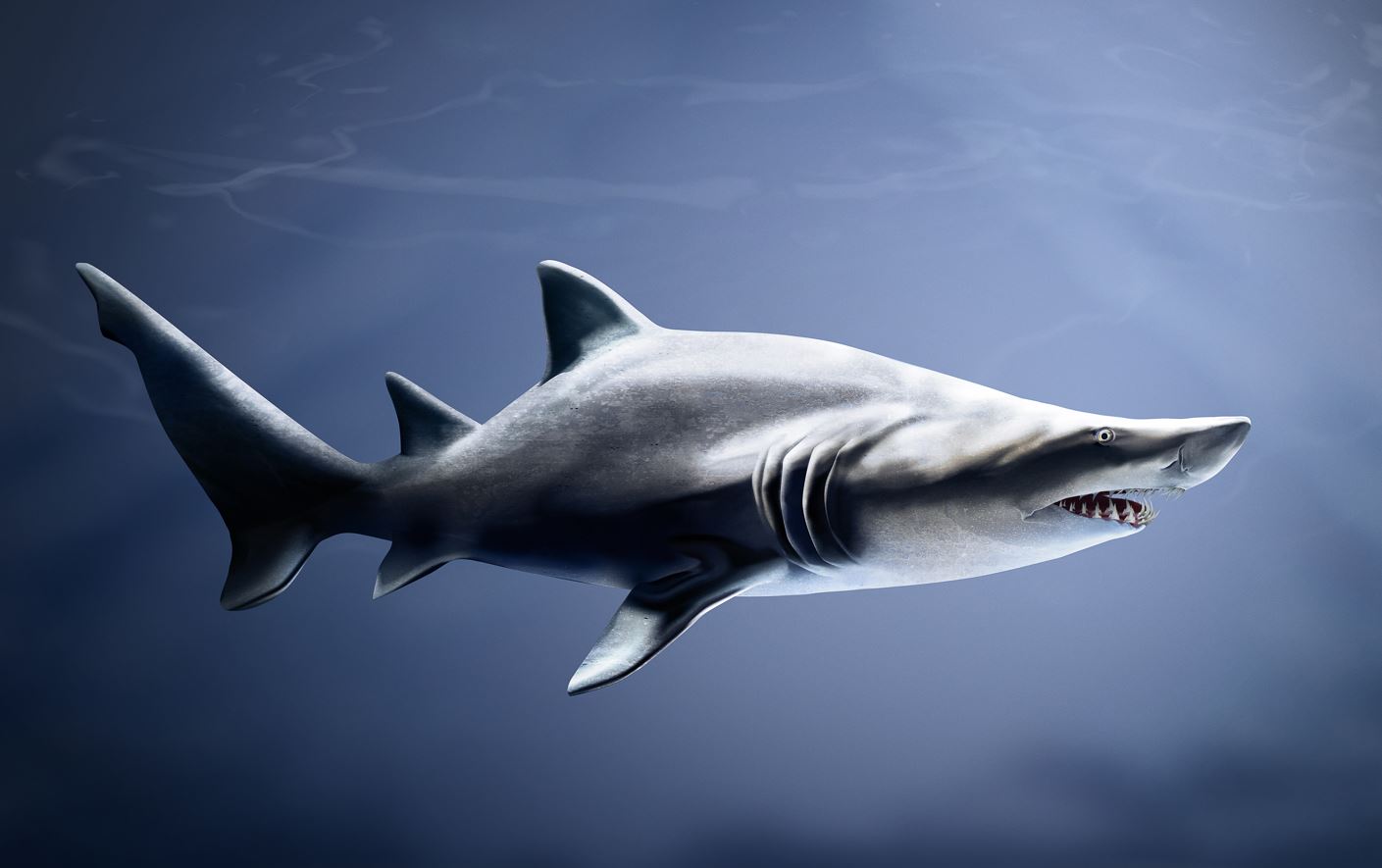 Sharks in Delaware Waters - DNREC