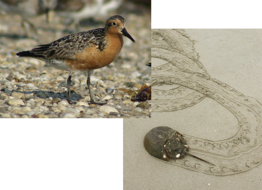 Exploring Delaware’s Open Spaces - DNREC