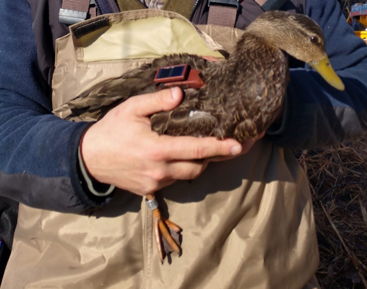 Bands and Special Markers on Migratory Gamebirds - DNREC