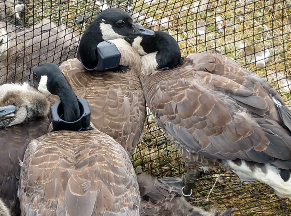 Bands and Special Markers on Migratory Gamebirds - DNREC