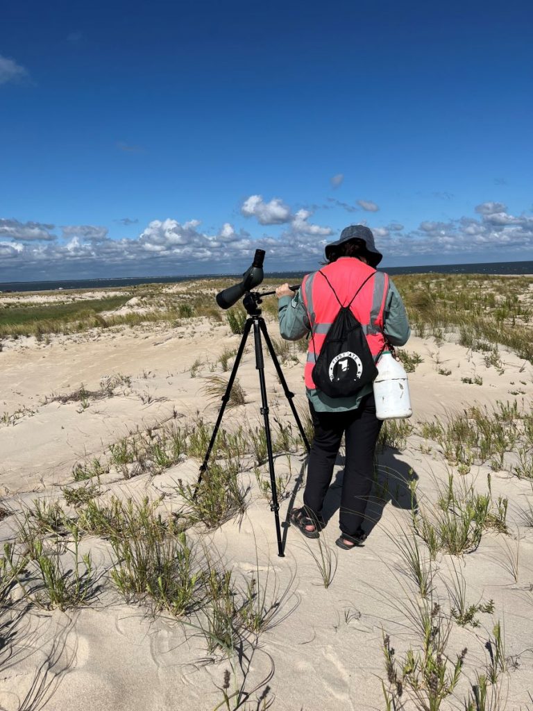 Beach-Nesting Birds - DNREC