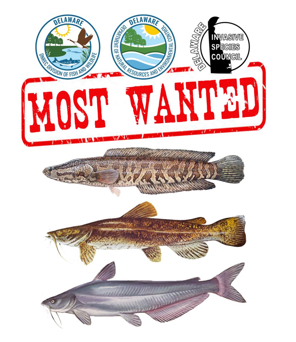 Invasive Aquatic Species - DNREC