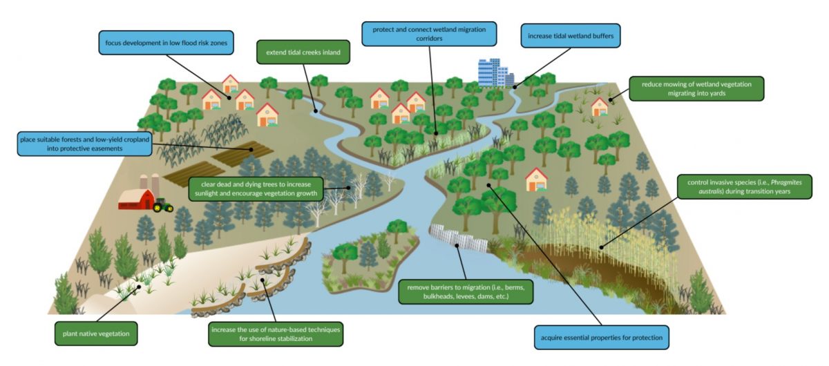 Marsh Migration in Delaware - DNREC
