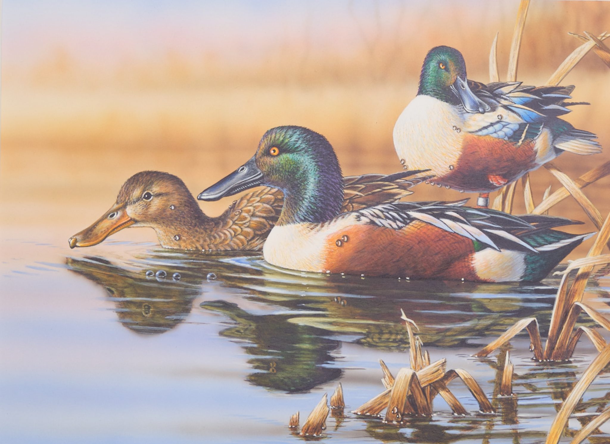 Delaware's Waterfowl Stamp Program - DNREC