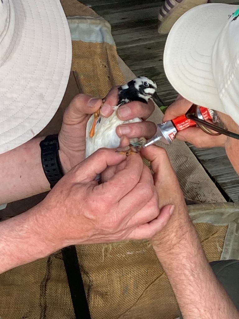 From Argentina to the Arctic: How Delaware’s Beaches Fuel Epic ...