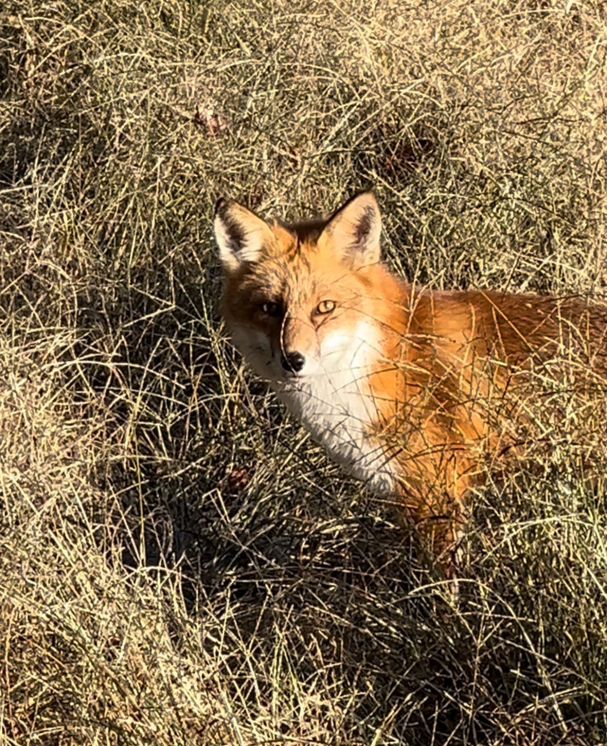 Trapping and Furbearers - DNREC