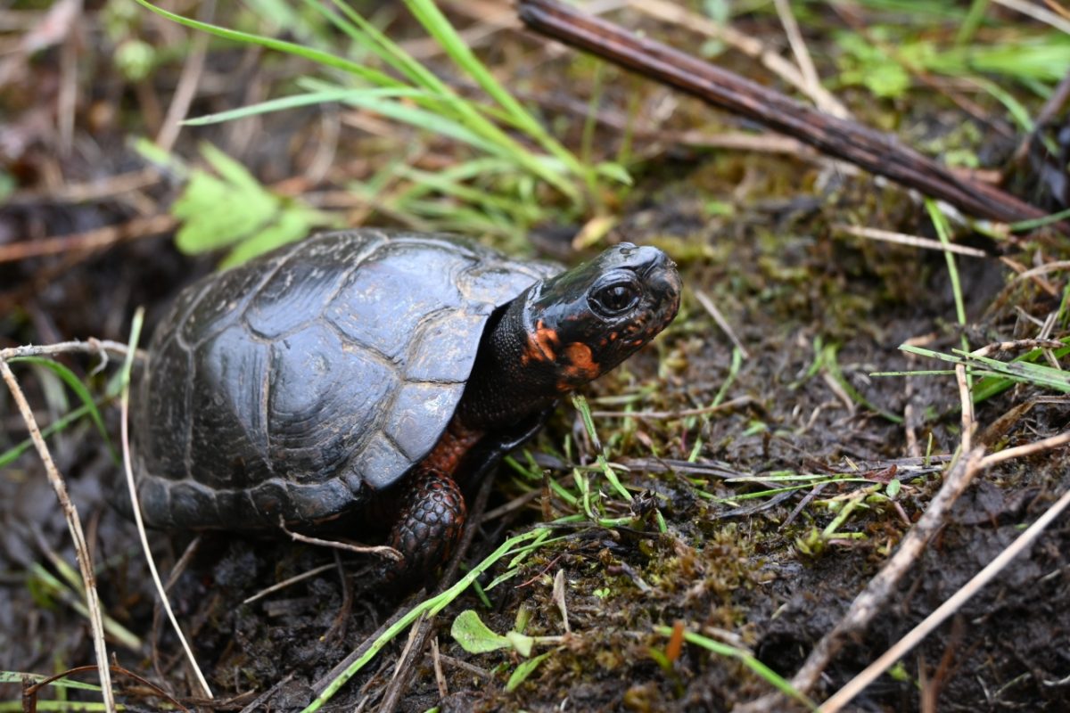 Amphibians and Reptiles - DNREC