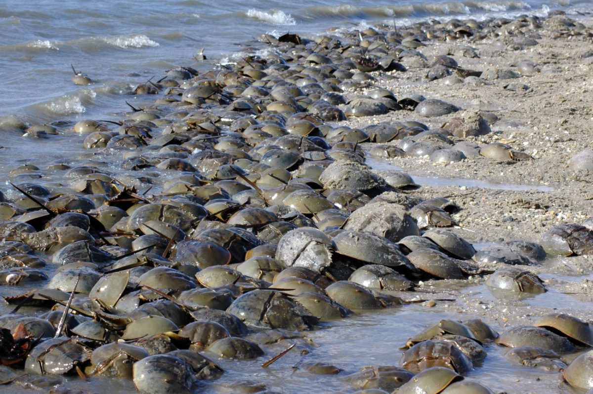 Delaware Wildlife and SGCN - DNREC
